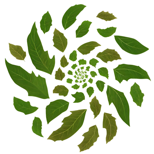 Aramara Wellness
